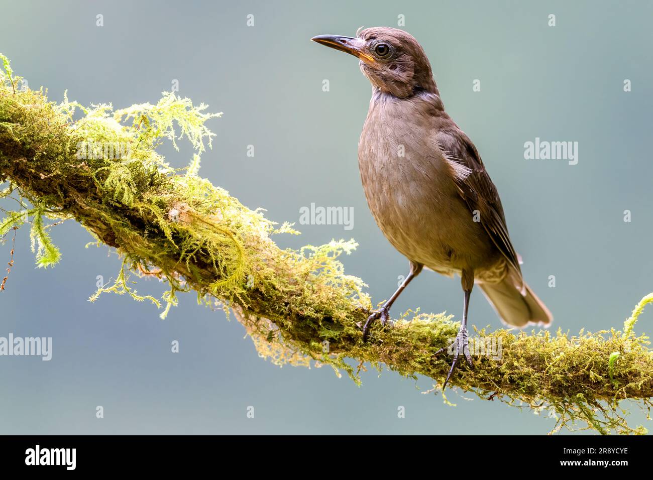 Clay-colored thrush (Turdus grayi) - national bird of Costa Rica. Photo ...