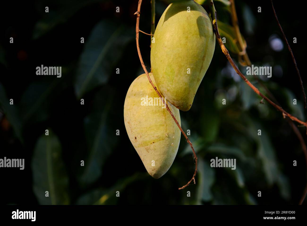 Fresh mangoes hanging on tree branch Stock Photo - Alamy