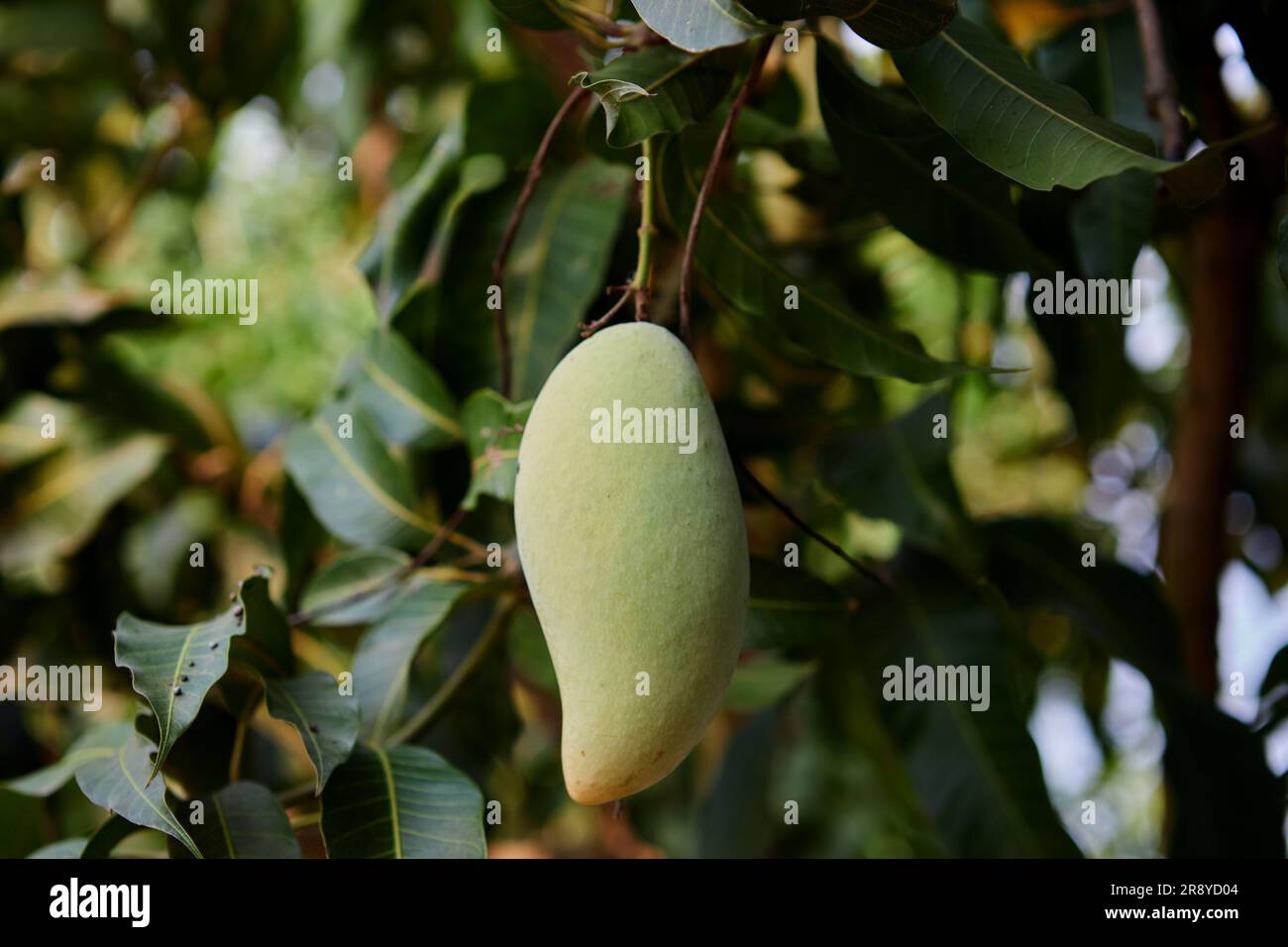 Fresh mangoes hanging on tree branch Stock Photo - Alamy