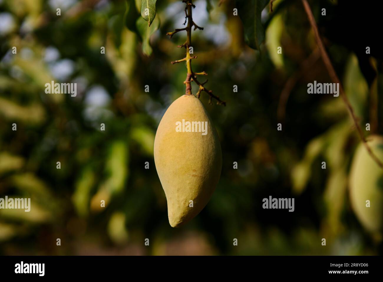 Fresh mangoes hanging on tree branch Stock Photo - Alamy