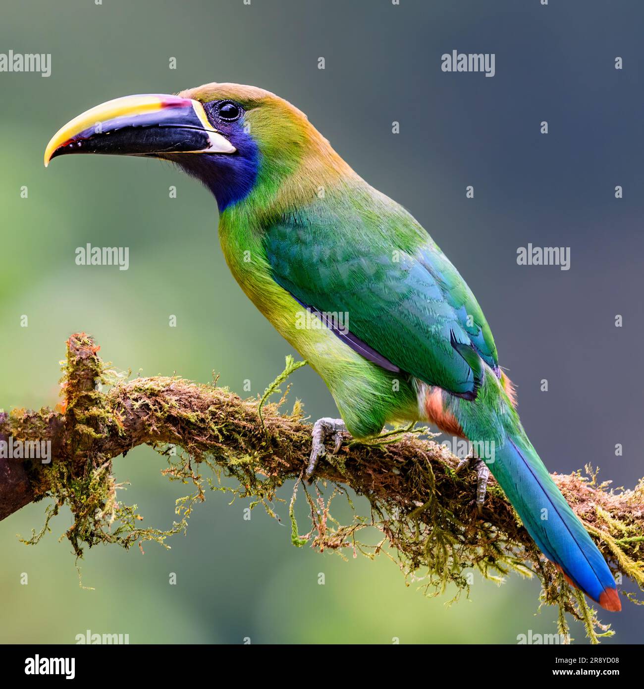 Emerald toucanet (Aulacorhynchus prasinus) from San Gerardo de Dota ...