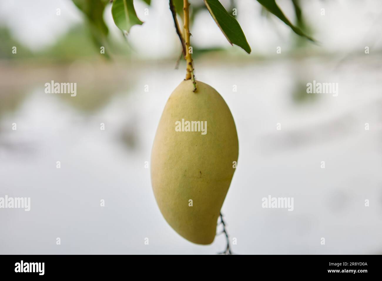 Mango tree ripe mangoes hanging hi-res stock photography and images - Alamy