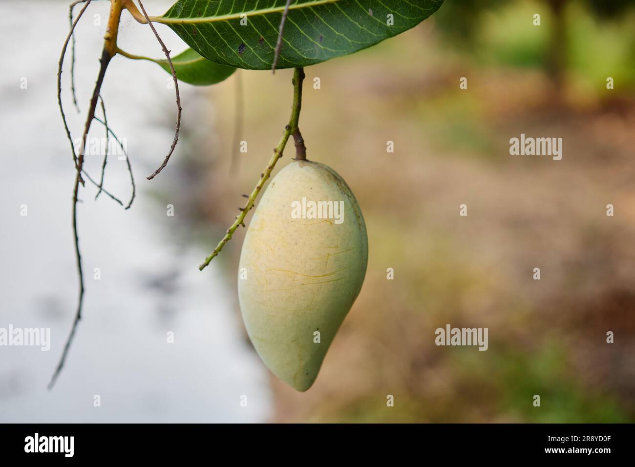 Fresh mangoes hanging on tree branch Stock Photo - Alamy