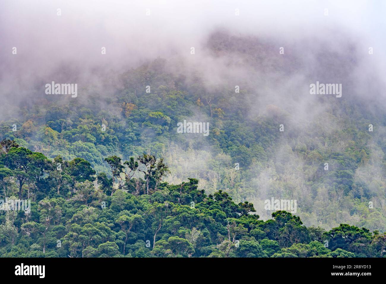 Cloudforest at San Gerardo de Dota, central Costa Rica highland Stock Photo - Alamy