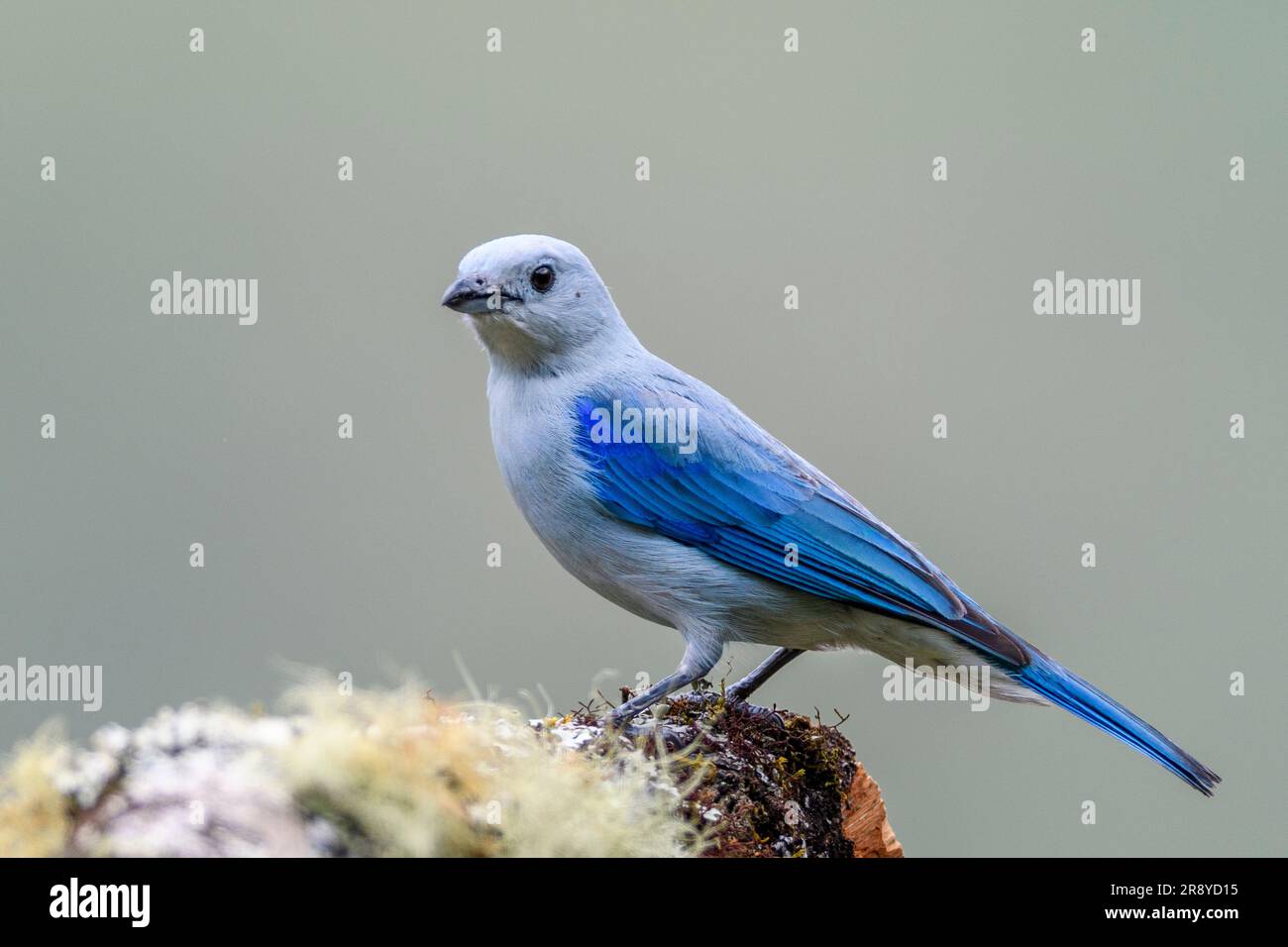 Blue-gray tanager (Thraupis episcopus) from San Gerardo de Dota ...