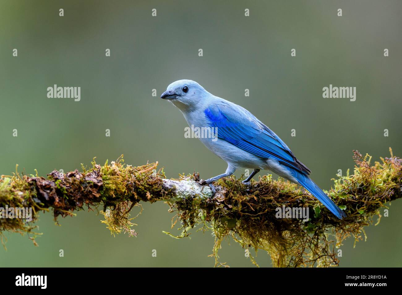 Blue-gray tanager (Thraupis episcopus) from San Gerardo de Dota ...