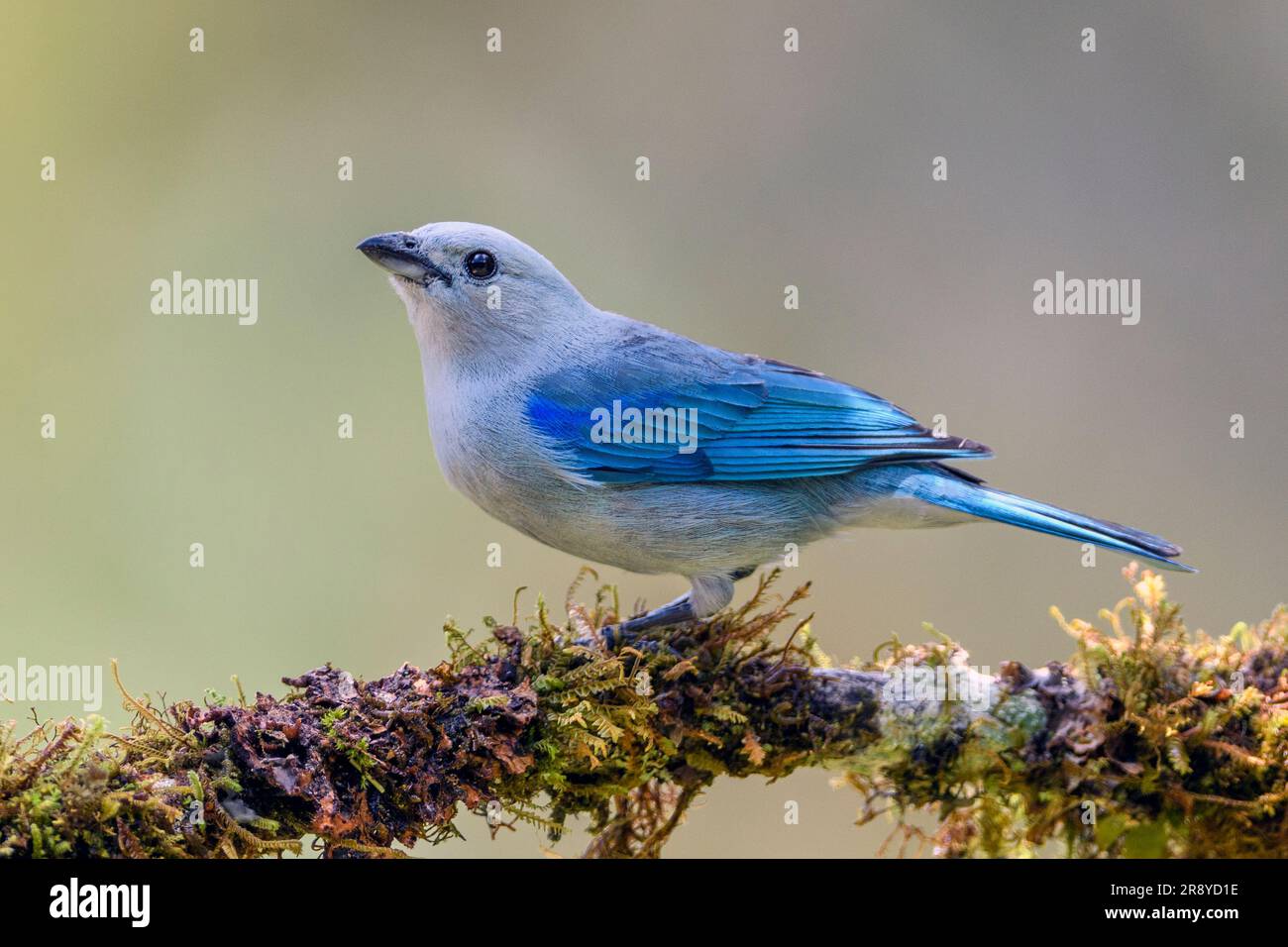 Blue-gray tanager (Thraupis episcopus) from San Gerardo de Dota ...