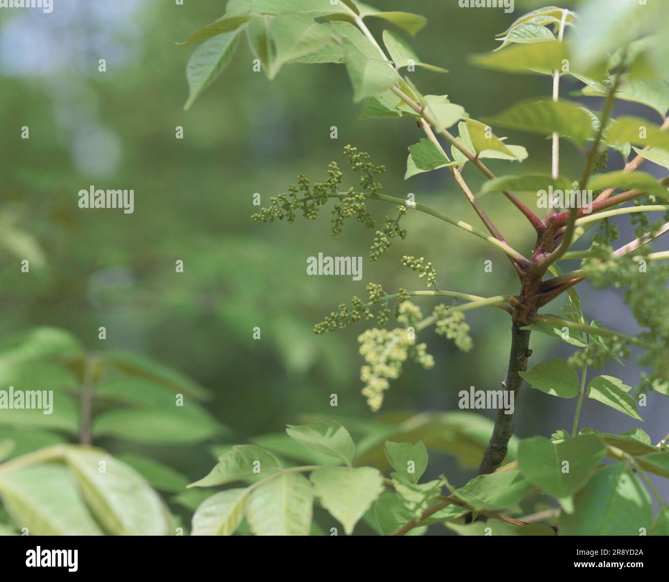 Flower of poison oak Stock Photo - Alamy