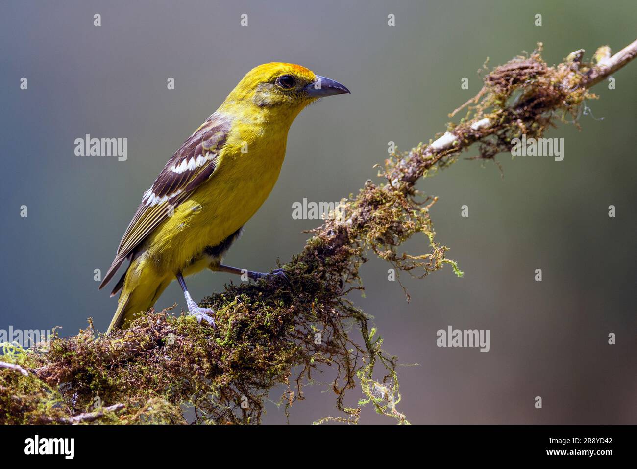 Flame-colored tanager (Piranga bidentata, female) from San Gerardo de ...