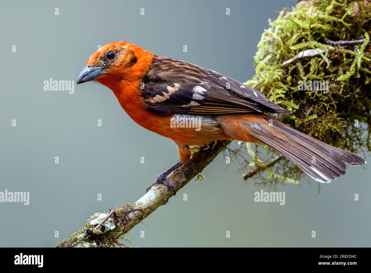 Flame-colored tanager (Piranga bidentata, male) from San Gerardo de ...
