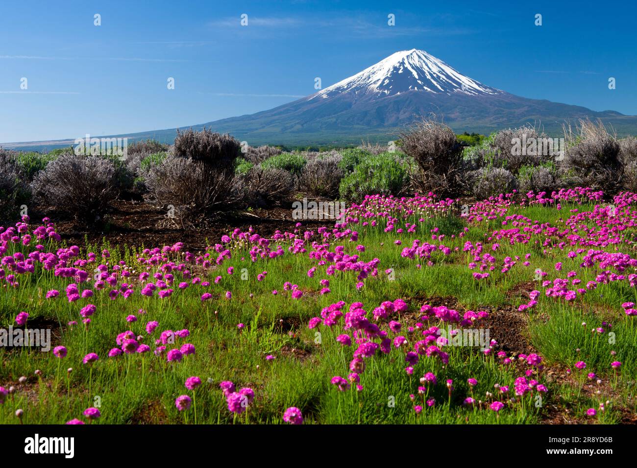 Flower-blooming Oishi Park and Mt Stock Photo - Alamy