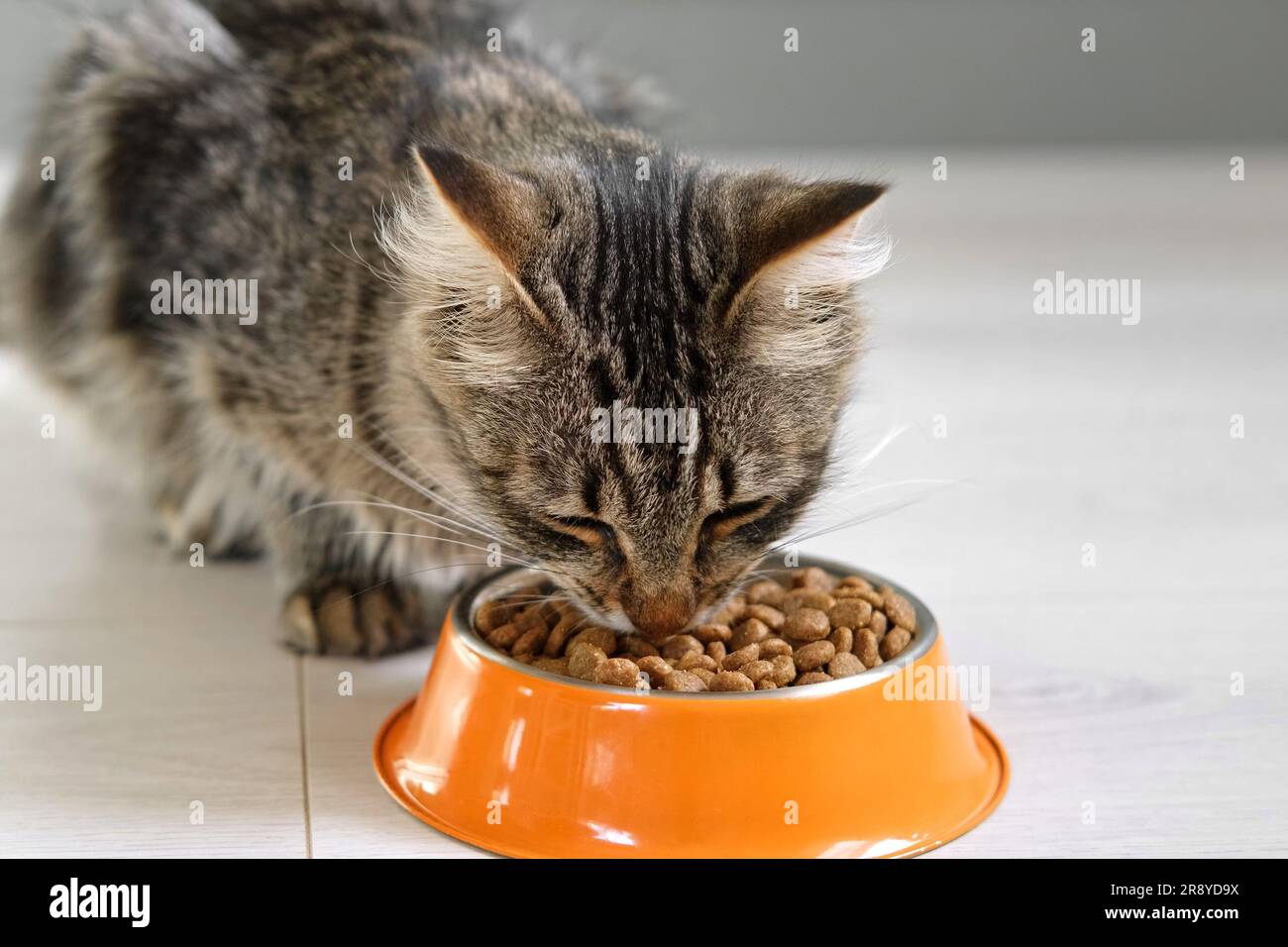 Cat Eating from Bowl. Young Cat Eats Food, Licking Tongue. Feline ...