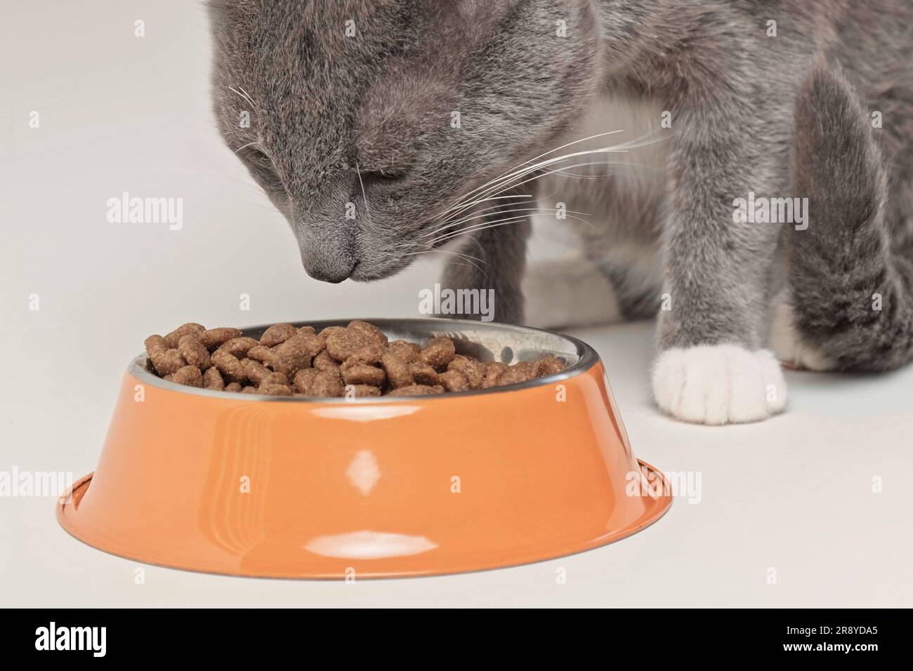 Cat Eating from Bowl. Young Cat Eats Food, Licking Tongue. Feline ...