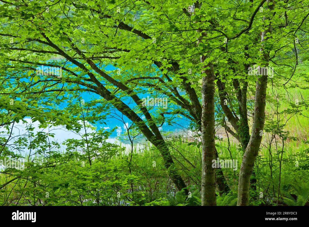 Benten-numa in Urabandai Goshikinuma Stock Photo - Alamy