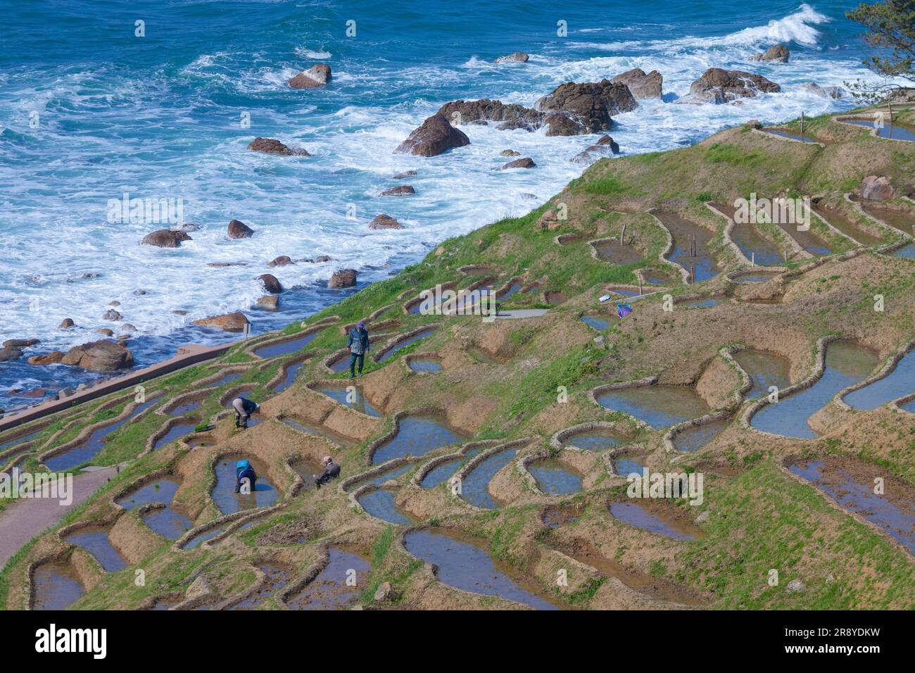 Rice planting scene in Shiraume-Senmaida Stock Photo - Alamy