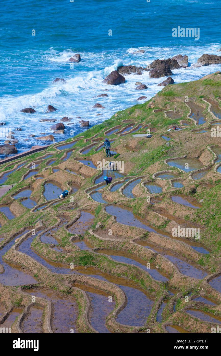 Rice planting scene in Shiraume-Senmaida Stock Photo - Alamy