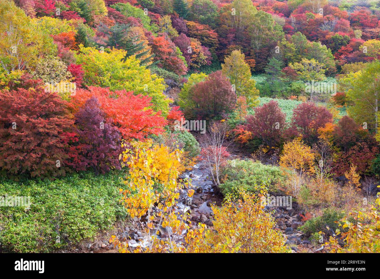 Autumn colors of Akagawa River in Matsuo-Hachimantai Stock Photo - Alamy