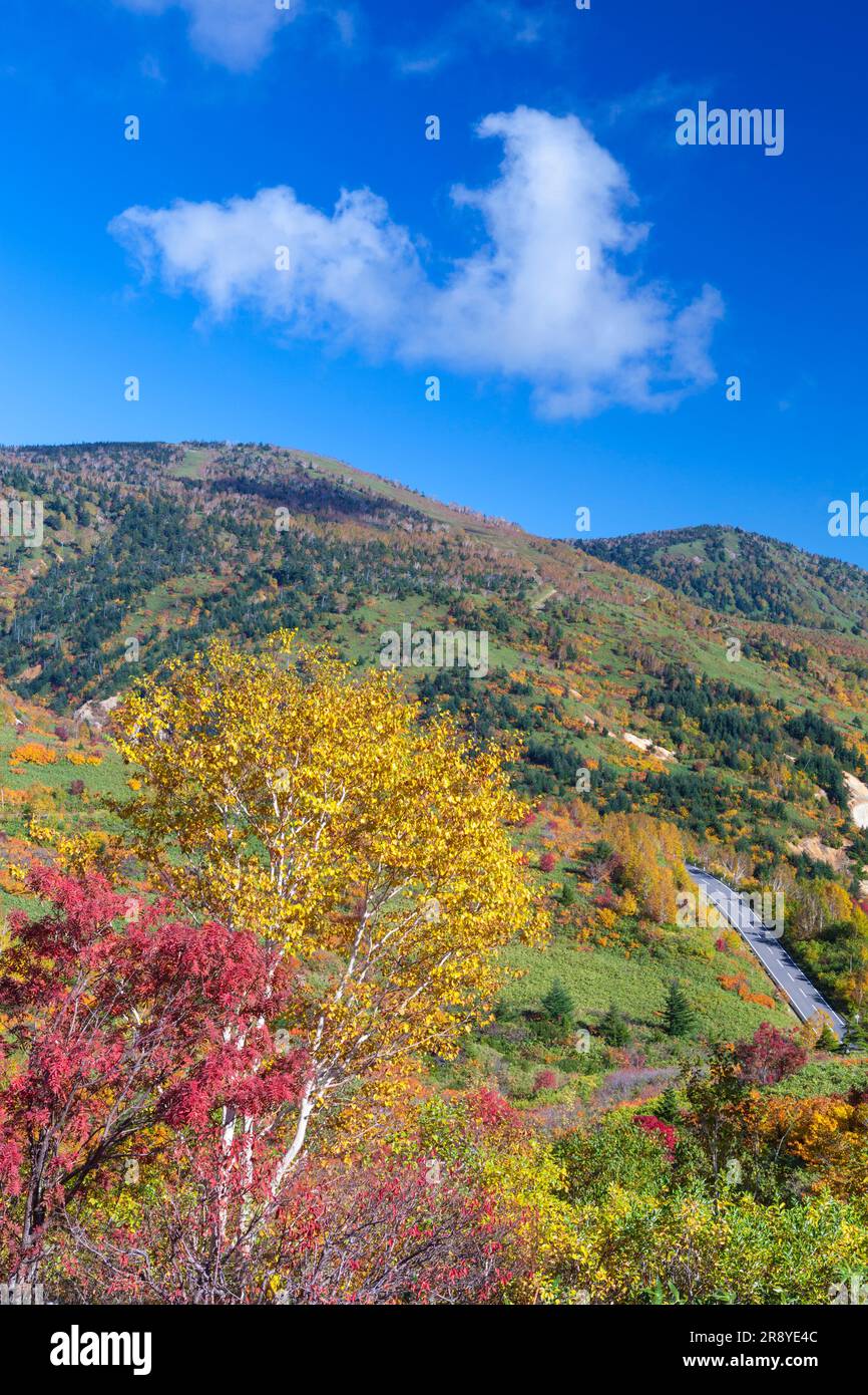 Autumn colors of Matsuo-Hachimantai and Hachimantai Aspite Line Stock ...