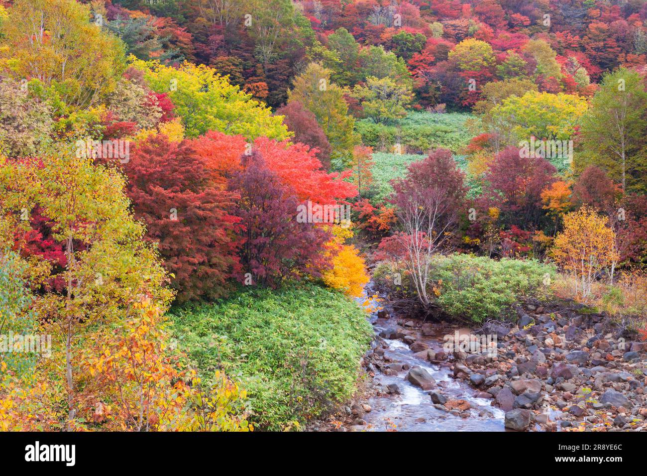 Autumn colors of Akagawa River in Matsuo-Hachimantai Stock Photo - Alamy