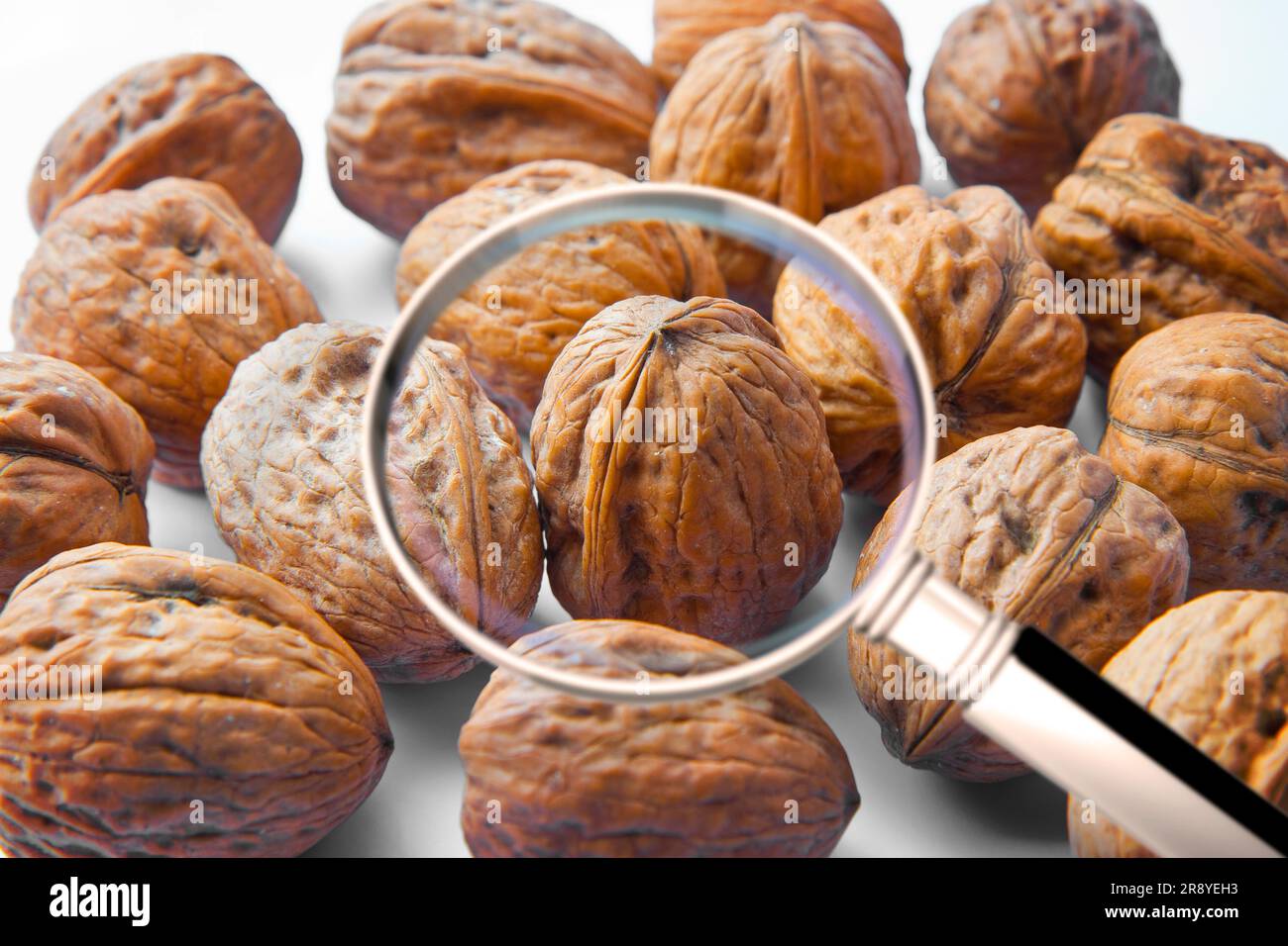 Quality control about walnuts - HACCP (Hazard Analyses and Critical ...