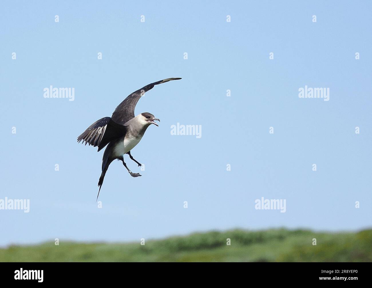 Arctic skua harass auks and other seabirds to disgorge their catch to ...