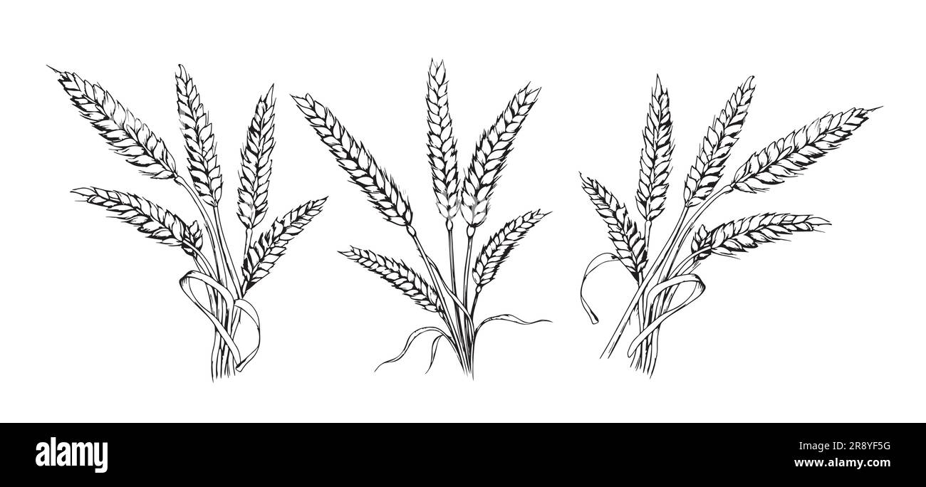 Set of bouquets of ears of wheat sketch hand drawn in doodle style ...