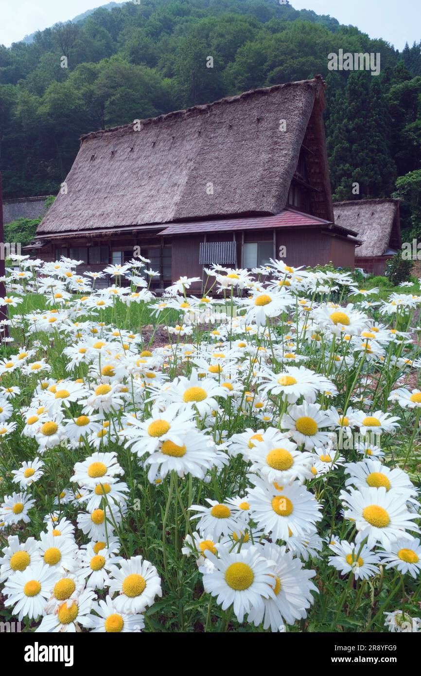 Suganuma Village, Gokuyama Stock Photo - Alamy