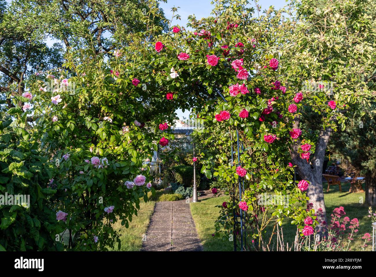 Climbing rose thorns hi-res stock photography and images - Alamy