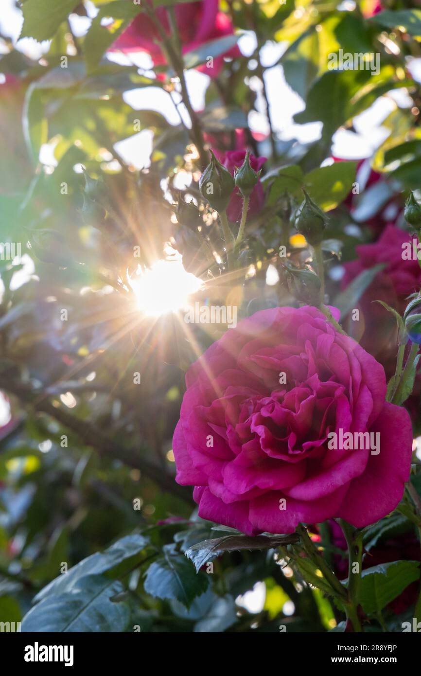 Roses filled garden hi-res stock photography and images - Alamy