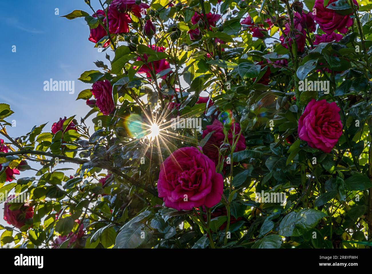 Rays of summer sun hi-res stock photography and images - Alamy