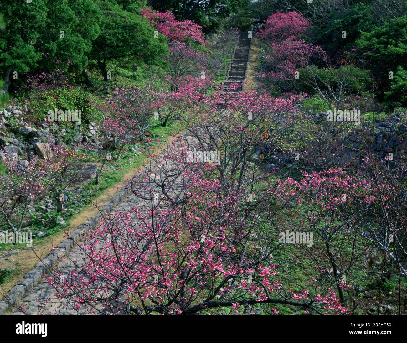 Hikan Cherry Blossom and Ruins of Nakijin Castle Hombu Peninsula Stock ...