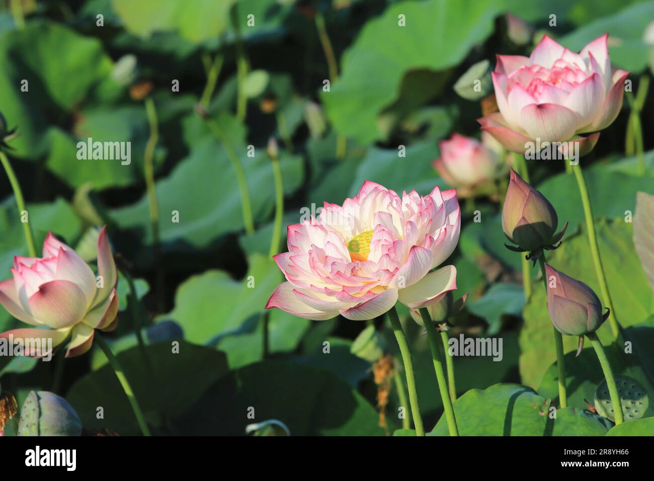Peony green lotus hi-res stock photography and images - Alamy