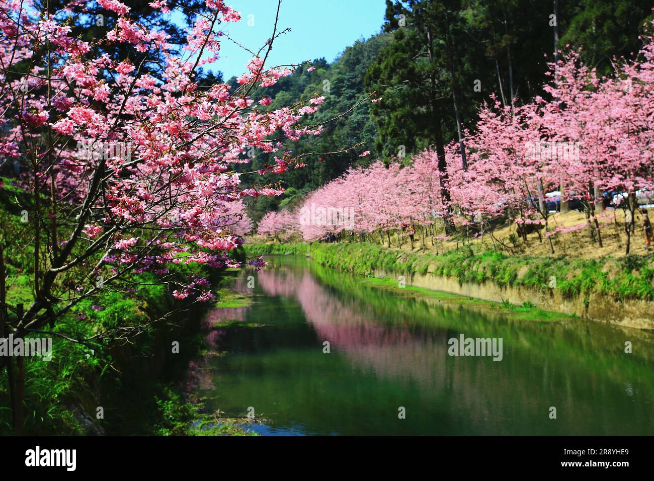 Reflection scenery of cherry blossom trees hi-res stock photography and ...