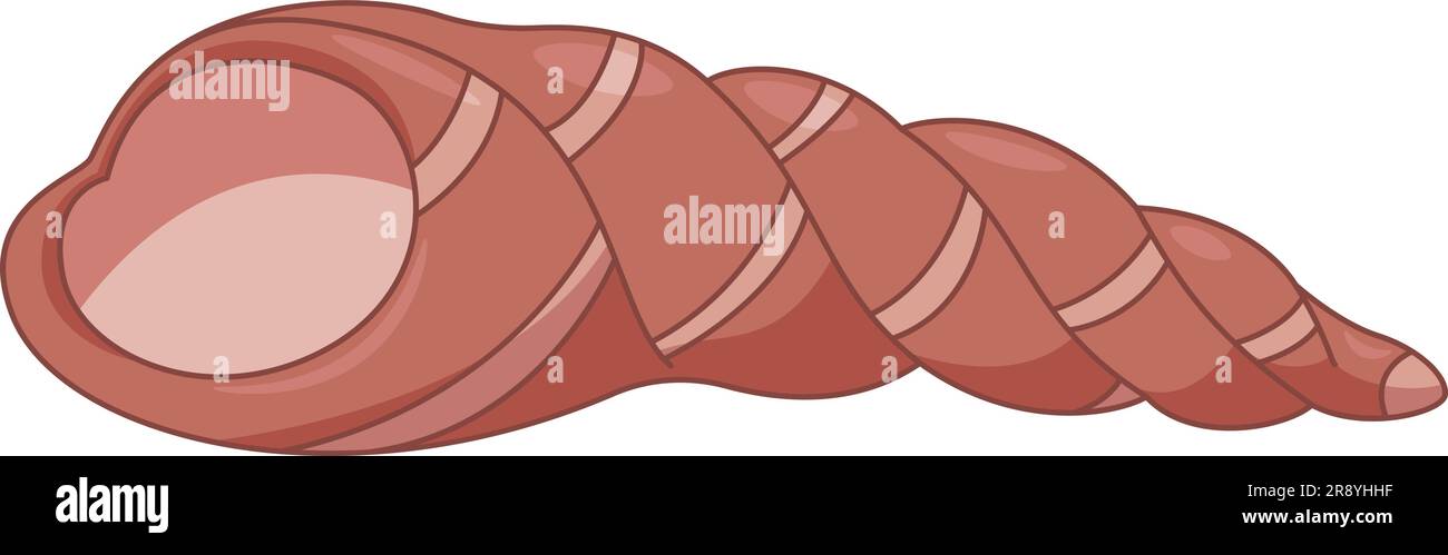 long spiral cartoon curled shell with stripes Stock Vector Image & Art ...