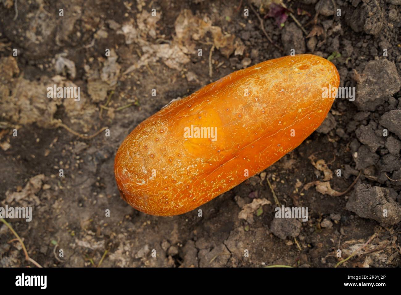Rotten zucchini on dried ground. Spoiled crop. Drought destroys crops ...