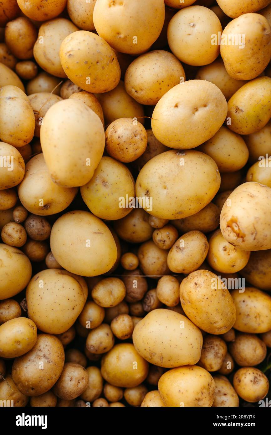 A vertical shot of fresh potatoes for sale at a grocery store at a ...