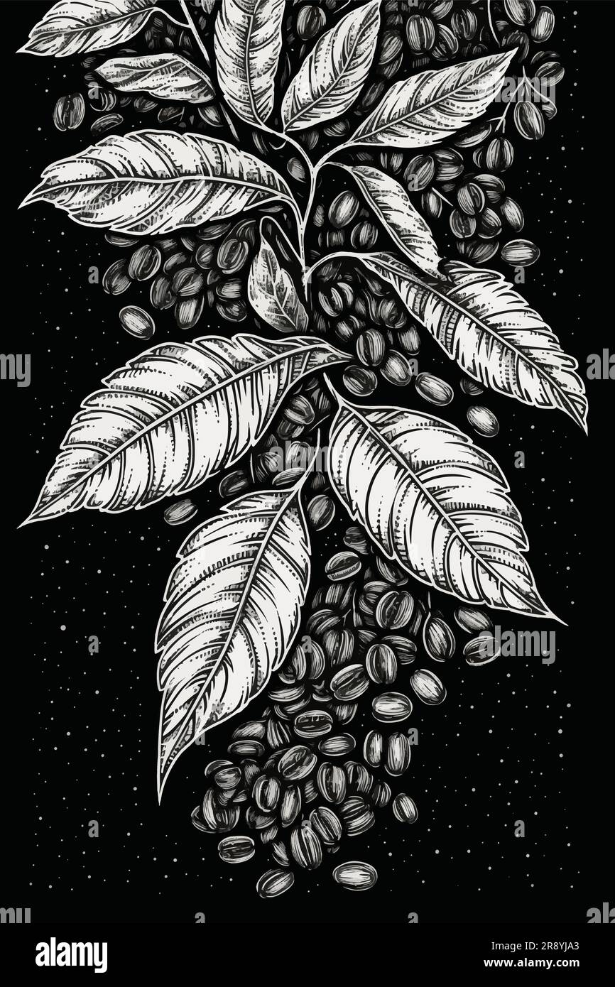 Vector set of coffee tree branches with flower, leaves and beans ...