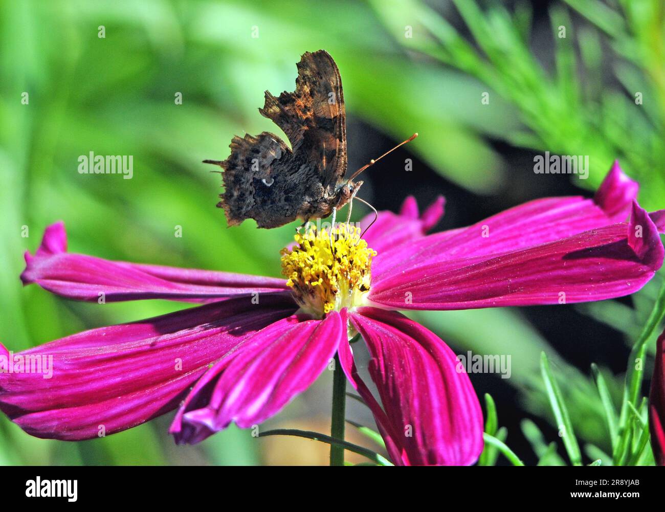 COMMA BUTTERFLY ON A COSMOS FLOWER IN A GARDEN ADJOINING CASTLE SHORE ...