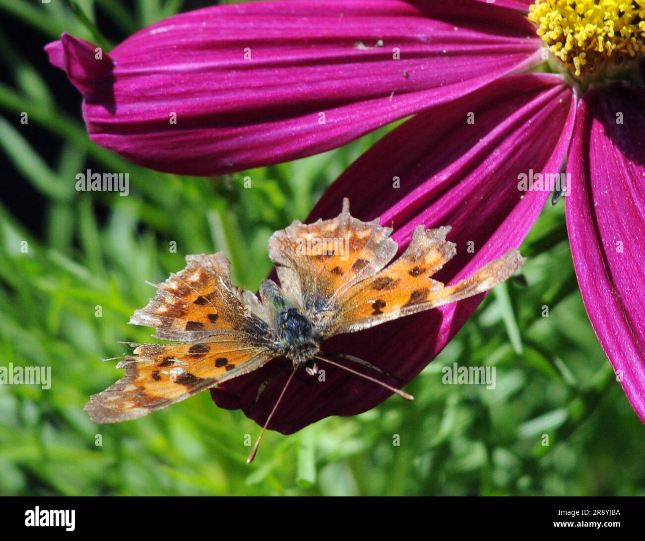COMMA BUTTERFLY ON A COSMOS FLOWER IN A GARDEN ADJOINING CASTLE SHORE ...