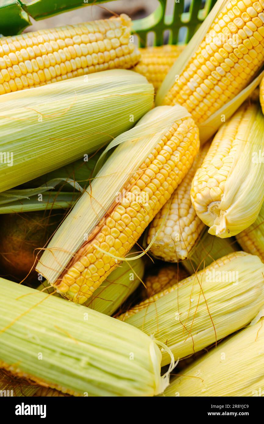 A pile of freshly harvested corn ears and kernels, ready to be sold ...