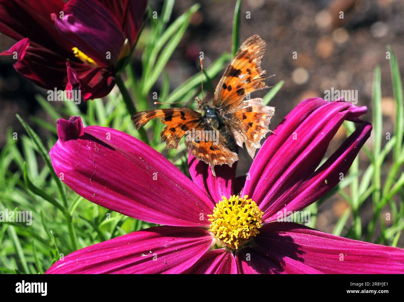 COMMA BUTTERFLY ON A COSMOS FLOWER IN A GARDEN ADJOINING CASTLE SHORE ...