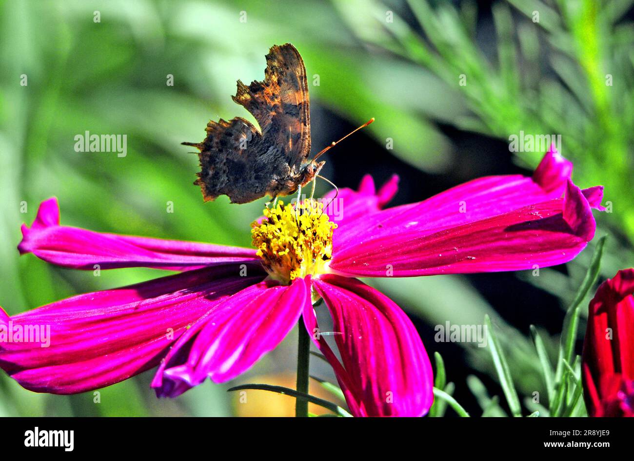 COMMA BUTTERFLY ON A COSMOS FLOWER IN A GARDEN ADJOINING CASTLE SHORE ...