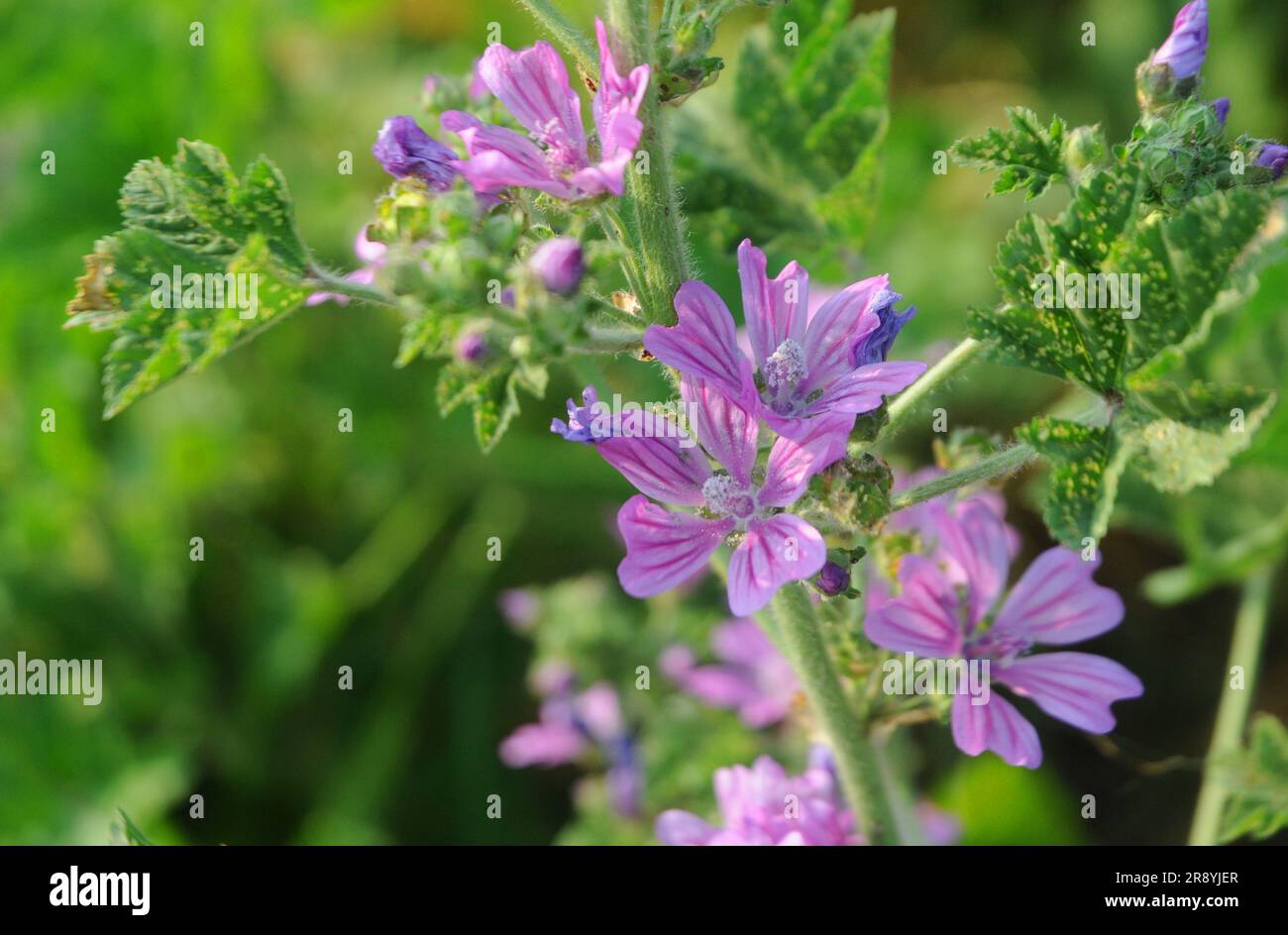 COMMON MALLOW, CASTLE SHORE PARK, PORTCHESTER, HANTS. PIC MIKE WALKER ...