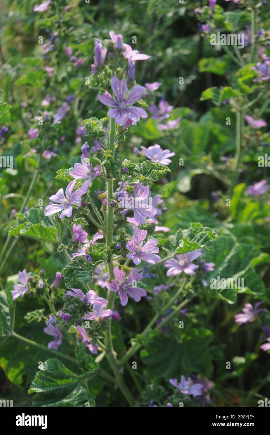 COMMON MALLOW, CASTLE SHORE PARK, PORTCHESTER, HANTS. PIC MIKE WALKER ...