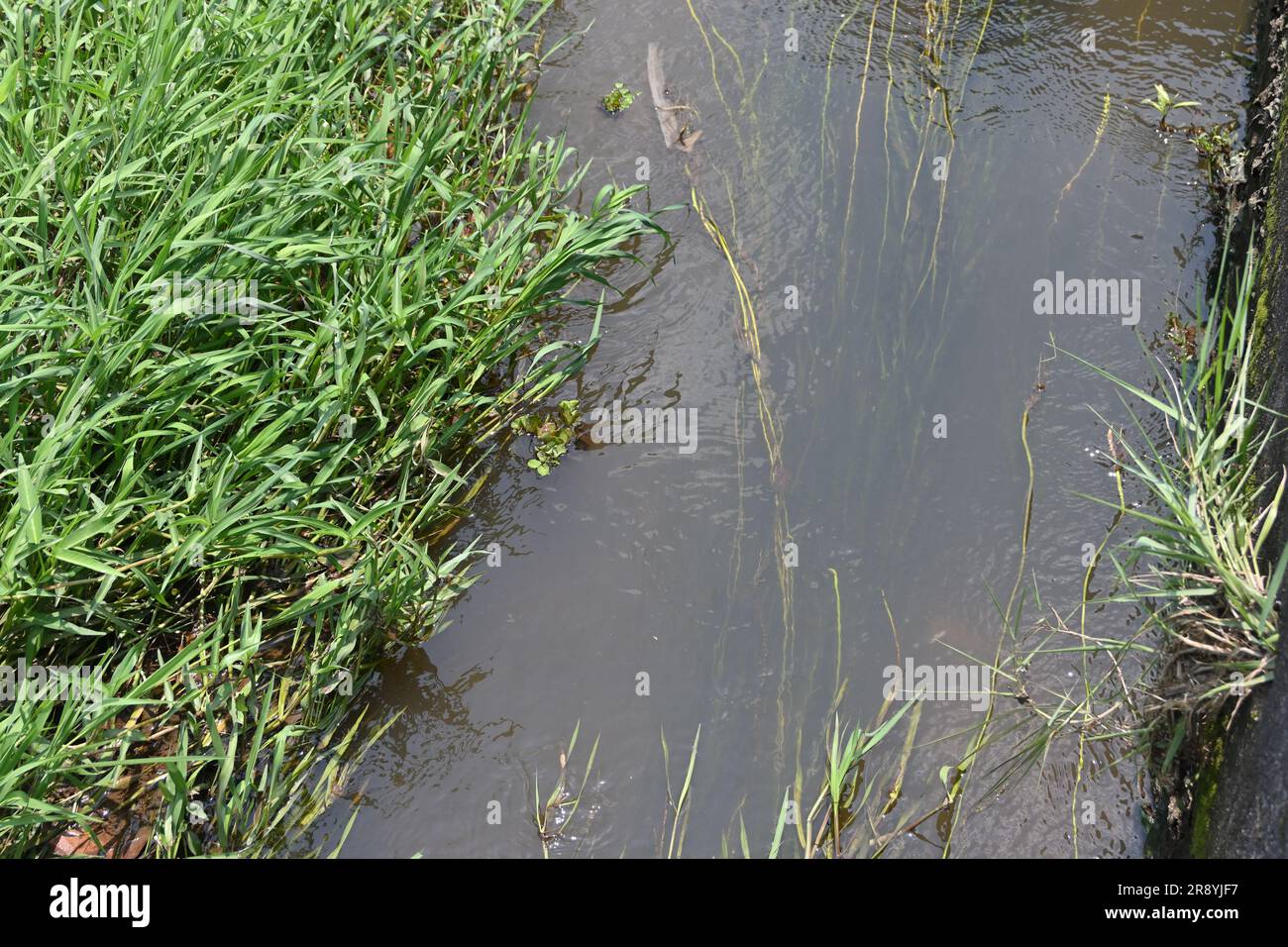High angle view of a small stream with covered with weeds like grass ...