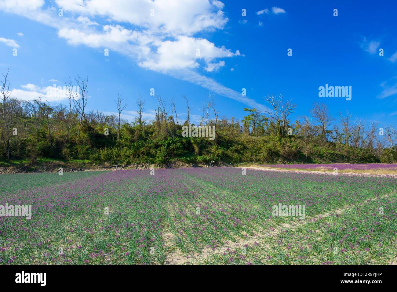 Field of rakkyo flowers in Tottori Sand Dune Stock Photo - Alamy