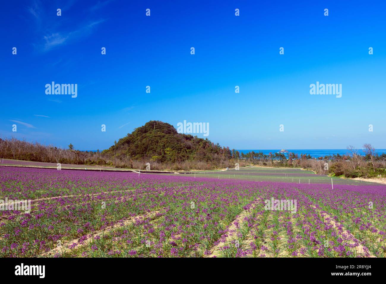 Field of rakkyo flowers in Tottori Sand Dune Stock Photo - Alamy