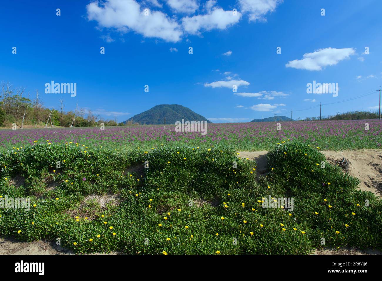 Field of rakkyo flowers in Tottori Sand Dune Stock Photo - Alamy