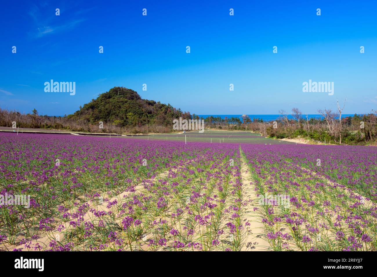 Field of rakkyo flowers in Tottori Sand Dune Stock Photo - Alamy