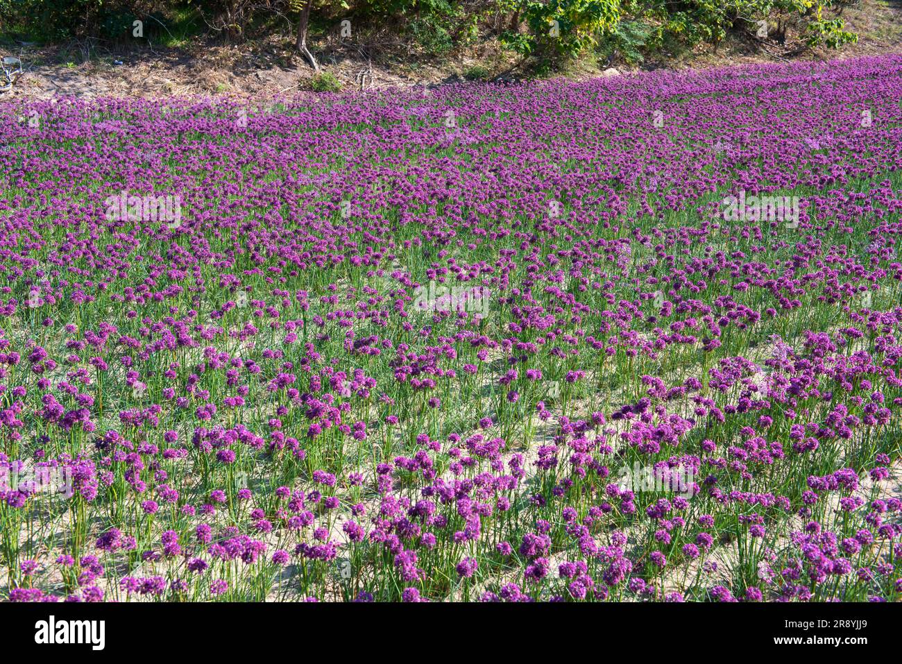 Field of rakkyo flowers in Tottori Sand Dune Stock Photo - Alamy